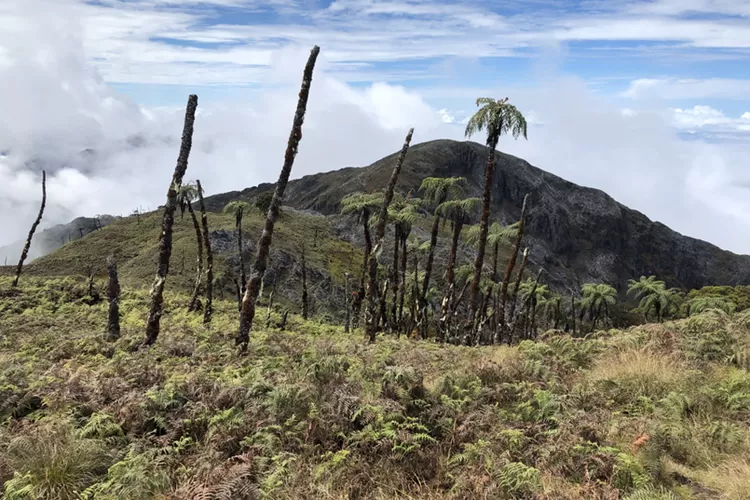 Pendaki Hilang, Taman Nasional Manusela Tutup Sementara Jalur Pendakian ...